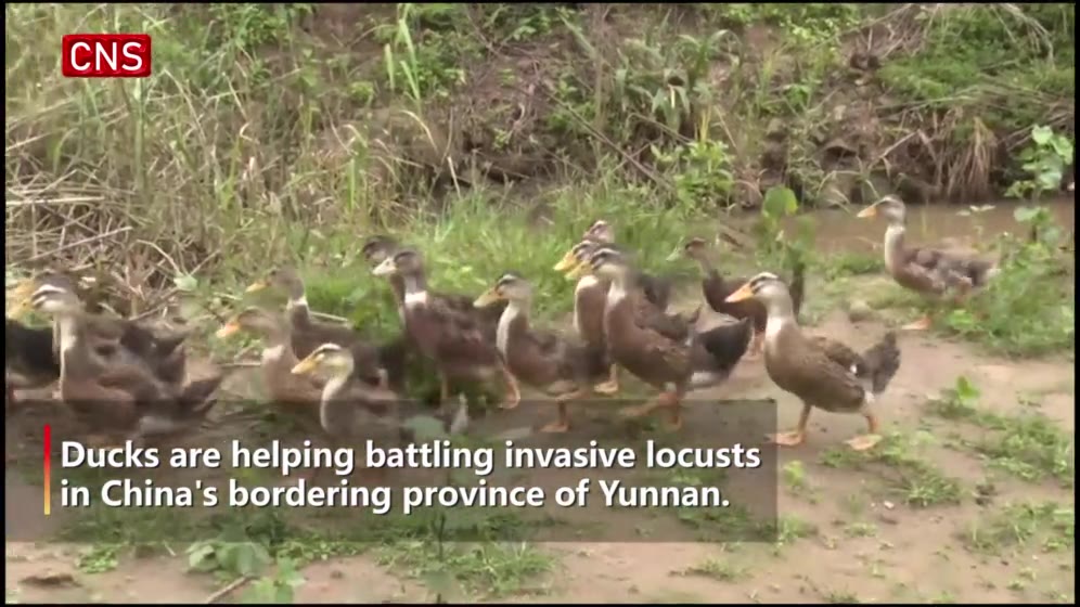 Duck army joins battle against locusts-China Story