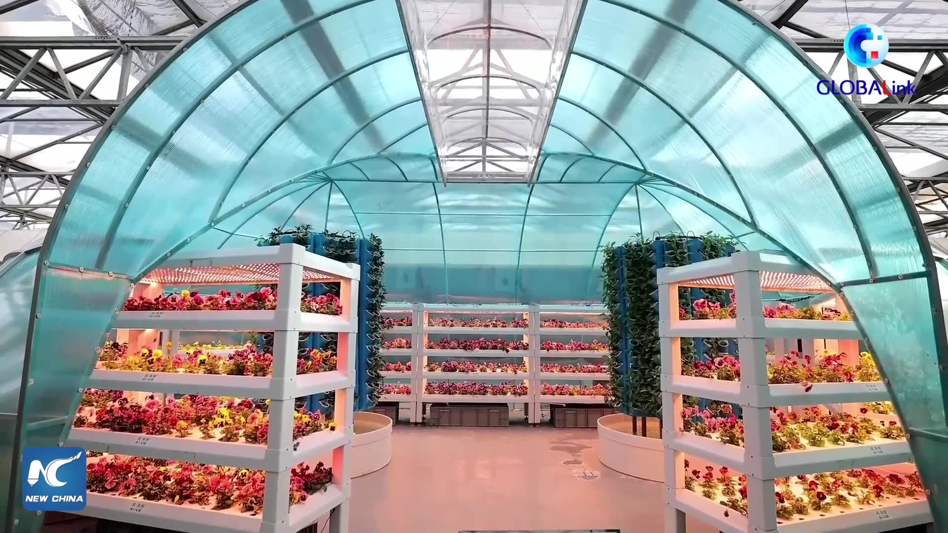 GLOBALink | Space seed breeding technology displayed at vegetable expo ...